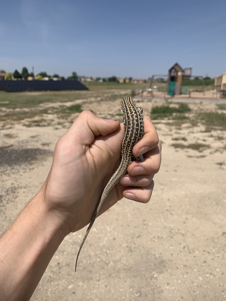 Triploid Checkered Whiptail in August 2023 by Maxwell Soell · iNaturalist