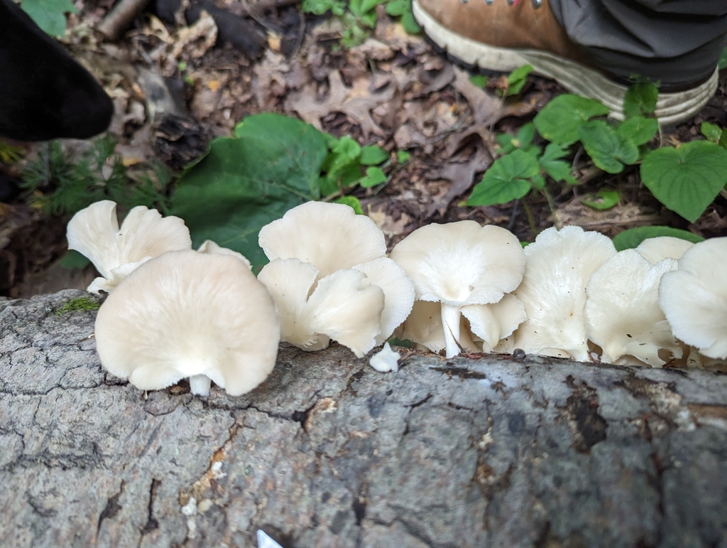 summer oyster mushroom from Perry Township, PA, USA on August 27, 2023 ...