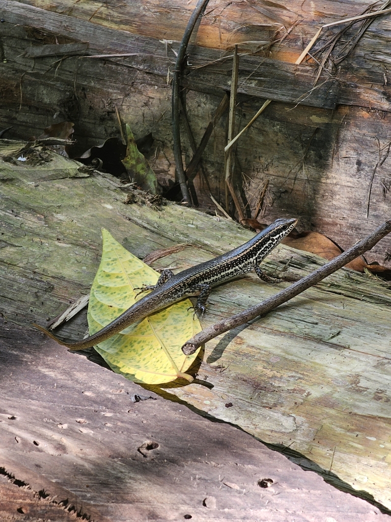 Brown Forest Skink from 954台灣台東縣東興村 on August 28, 2023 at 09:51 AM by ...