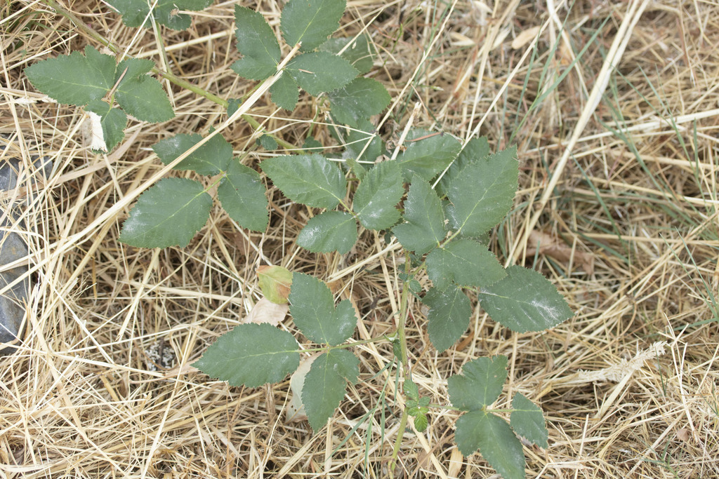 Himalayan Blackberry from Washington County, OR, USA on August 26, 2023 ...