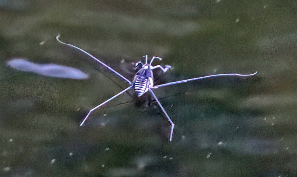 Metrobates from Seminole County, FL, USA on August 27, 2023 at 02:30 PM ...