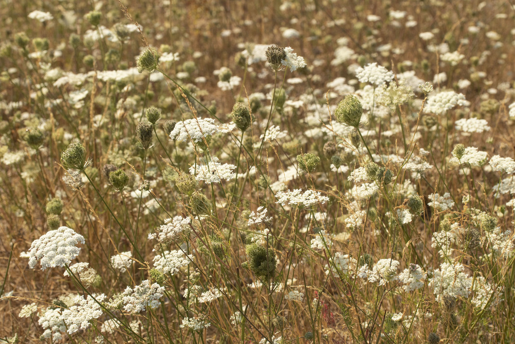 wild carrot from Washington County, OR, USA on August 26, 2023 at 07:22 ...
