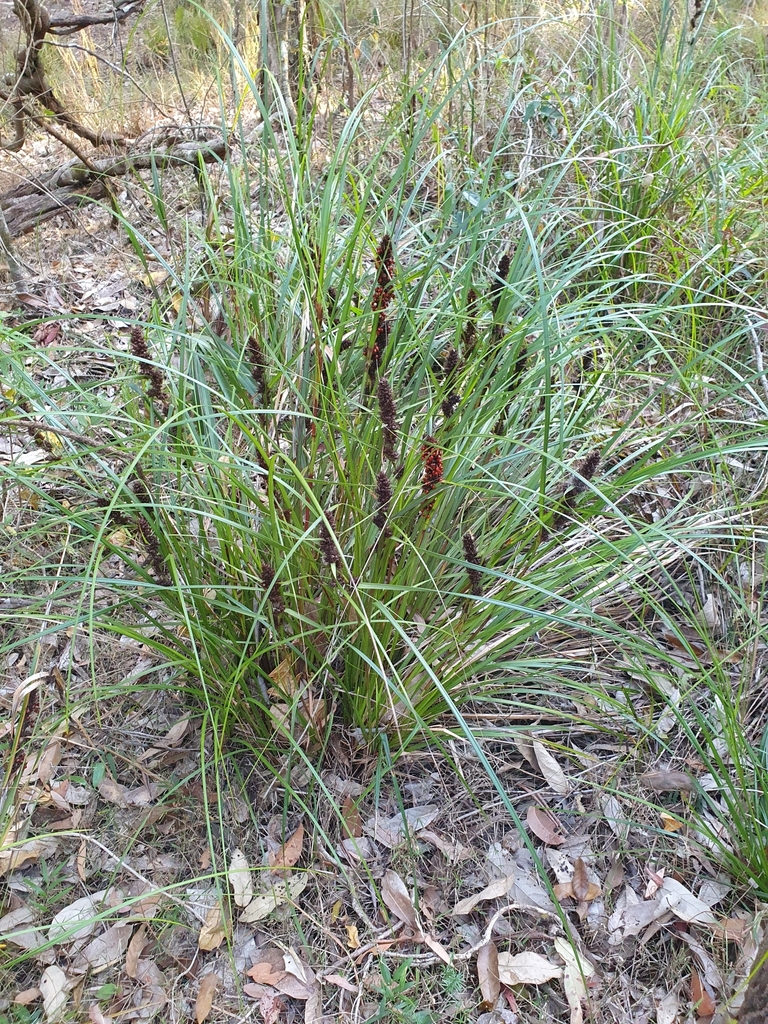 Red-berried Saw-sedge from Upper Caboolture QLD 4510, Australia on ...