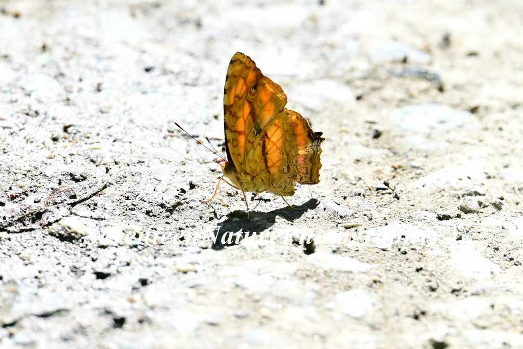 Common Jester from 中国四川省成都市大邑县 on August 13, 2023 at 10:34 AM by 石柒 ...