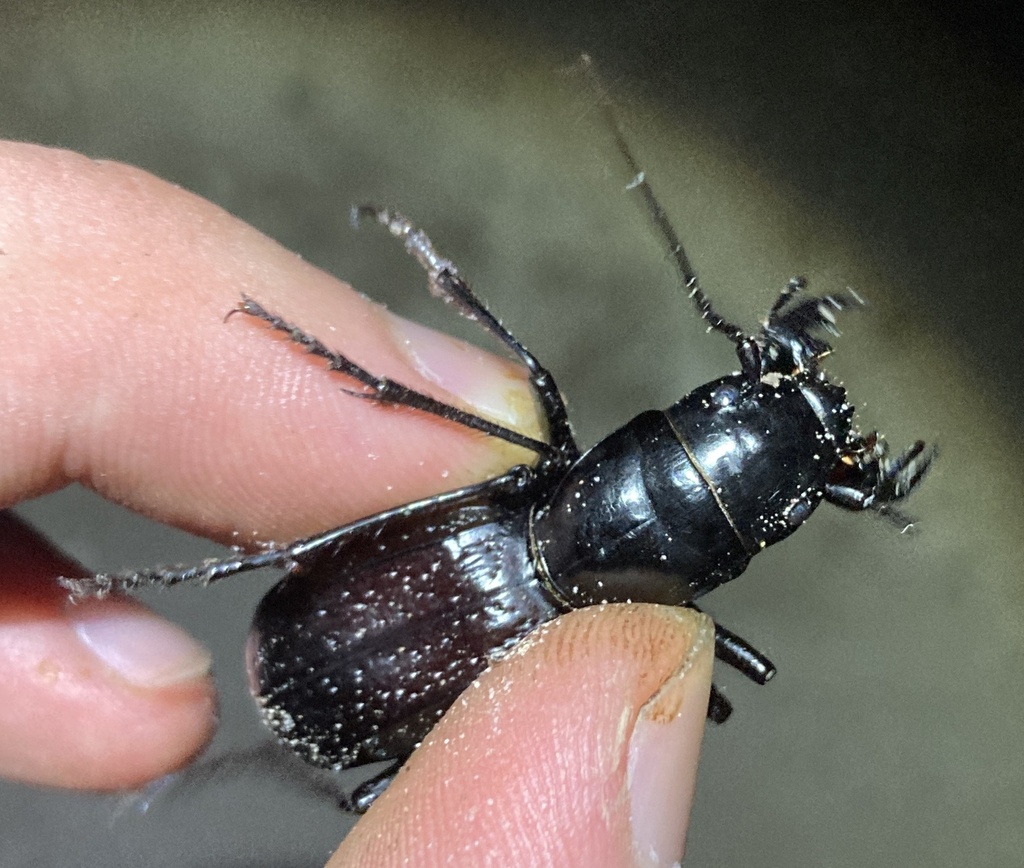 South Texas Giant Tiger Beetle from County Road 101, George West, TX ...