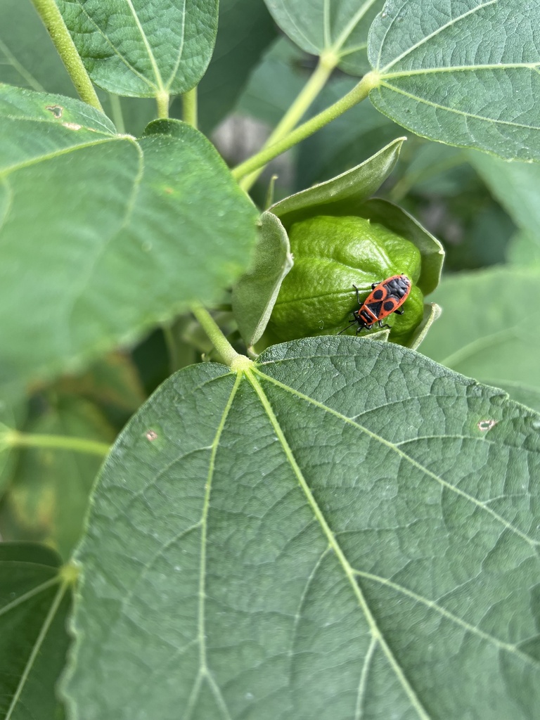 European Firebug from Fort Niagara State Park, Youngstown, NY, US on ...