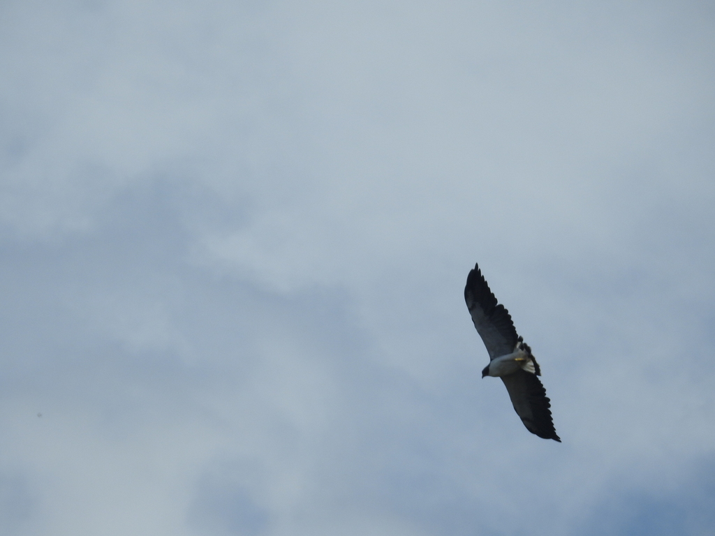 White-tailed Hawk in August 2023 by Raul Pommer. Expedição de 7 dias ao ...