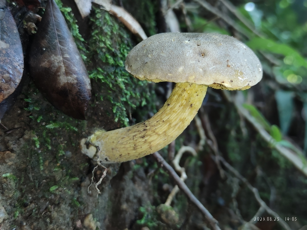 Retiboletus in August 2023 by 九天 · iNaturalist