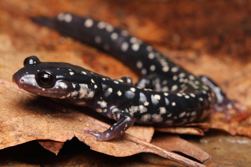 Northern Slimy Salamander from Cattaraugus County, NY, USA on August 27 ...