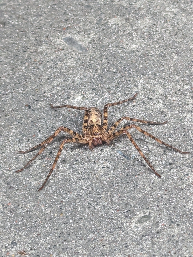 Giant Huntsman Spiders from China, Si Chuan Sheng, Le Shan Shi, Shi ...