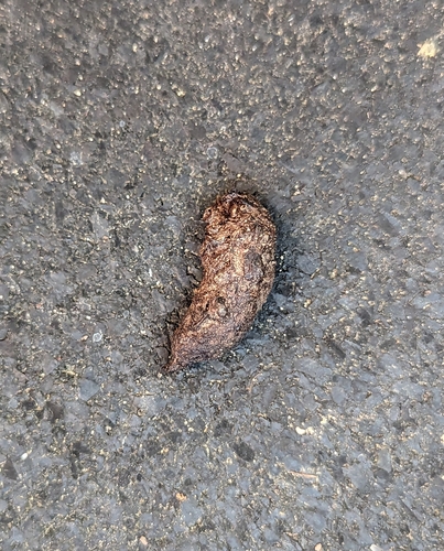 iNaturalist Tracking Database – NatureTracking