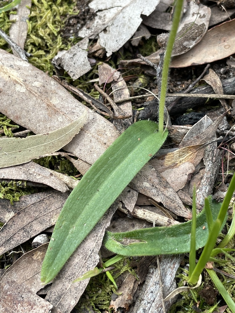Waxlip Orchids from Langwarrin Flora & Fauna Reserve, Langwarrin, VIC ...