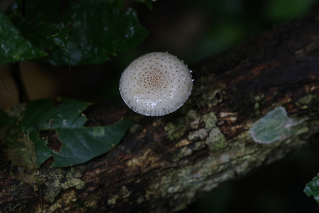 Oudemansiella sect. Oudemansiella from Jama, Ecuador on August 26, 2023 ...