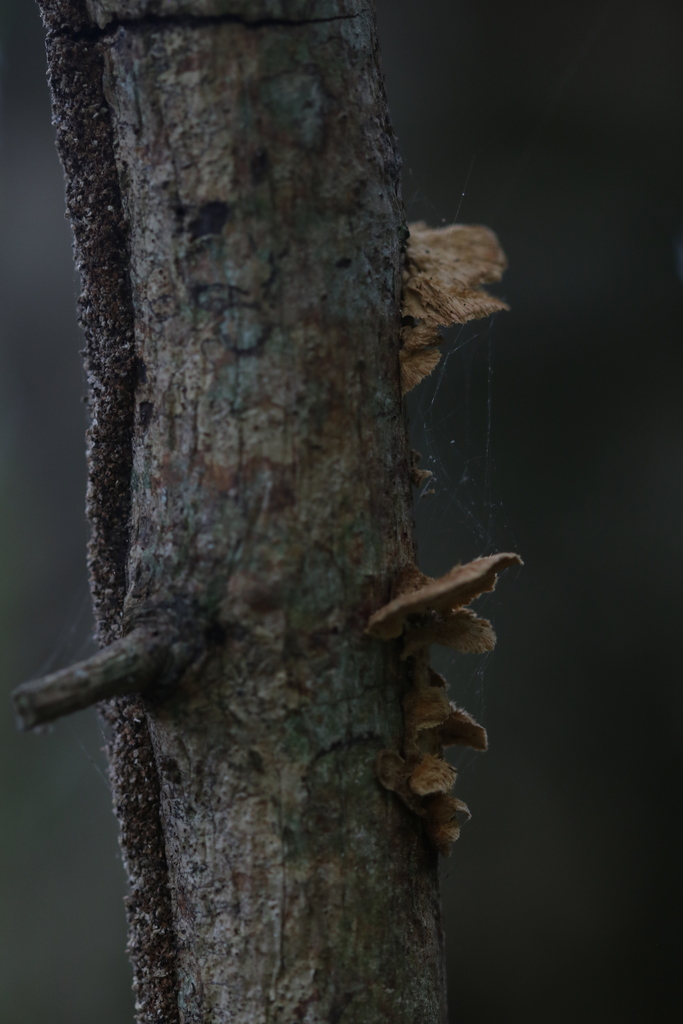Hexagonia from Jama, Ecuador on August 24, 2023 at 03:56 PM by Santiago ...
