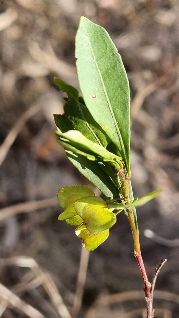 Common Hop Bush from Spring Mountain QLD 4300, Australia on August 27 ...