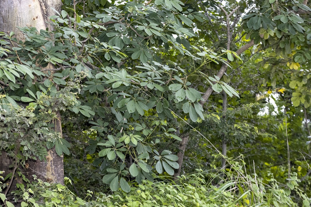 Godmania aesculifolia from Vía 922, Bagaces, Guanacaste, CR on July 9 ...