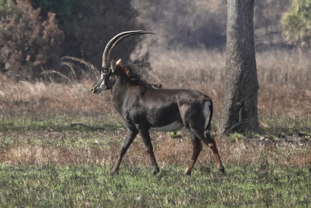 West Tanzanian Sable Antelope from Urambo, TZ on August 19, 2023 at 03: ...