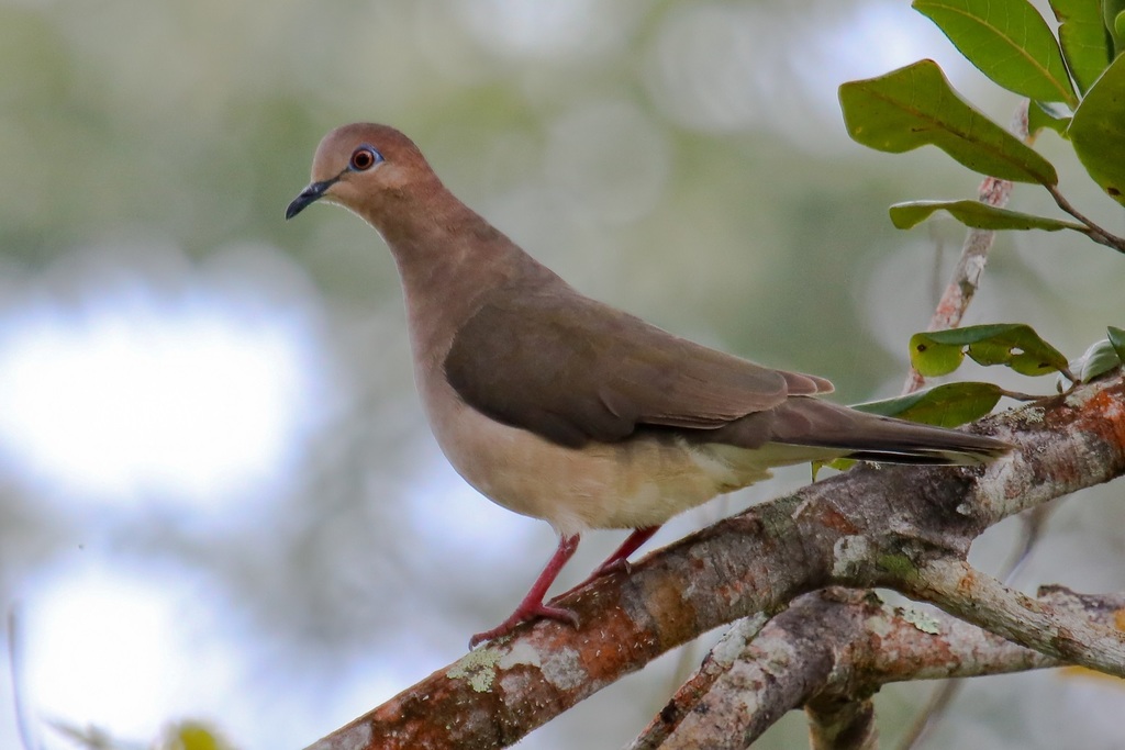 White-tipped Dove from Serra do Tepequém, Amajari, Roraima, Brasil on ...