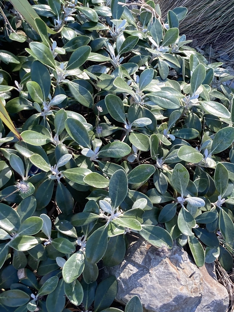 Pachystegia from Te Waipounamu/South Island, Canterbury, NZ on August ...