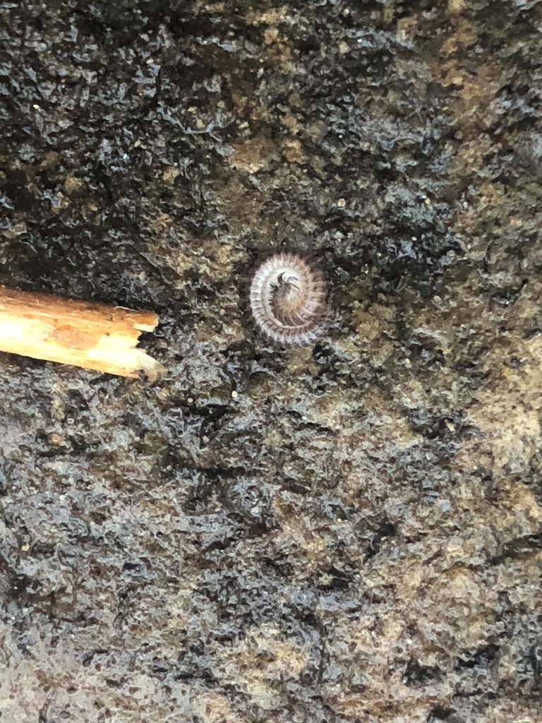 Julidae from Brandeis University, Waltham, MA, US on February 15, 2019 ...