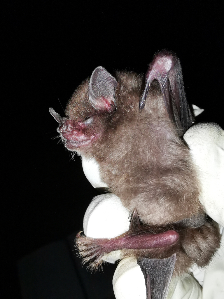 Hairy Yellow-shouldered Bat from Province de Mariscal Cáceres, Pérou on ...