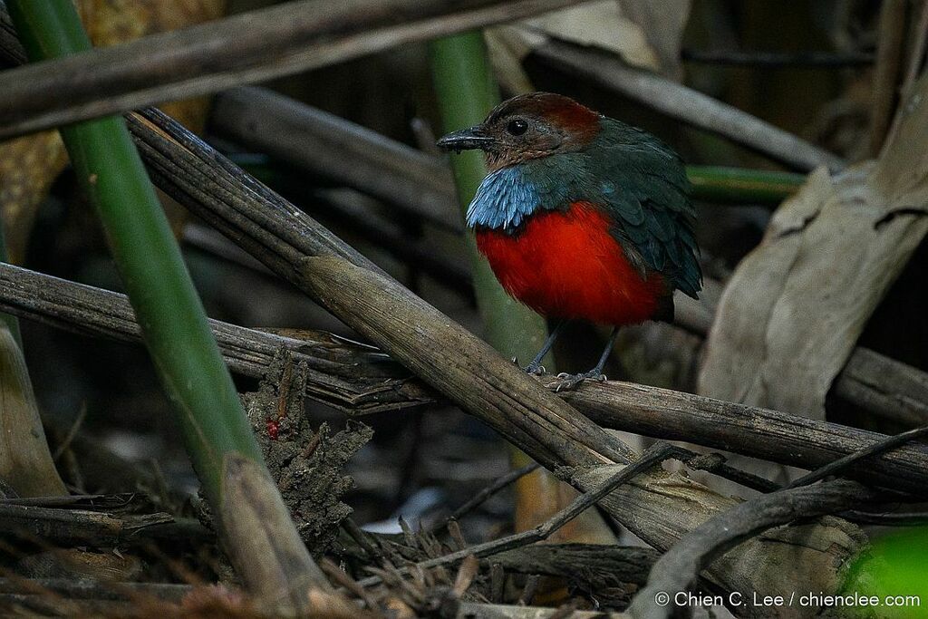 North Moluccan Pitta from East Halmahera Regency, North Maluku ...