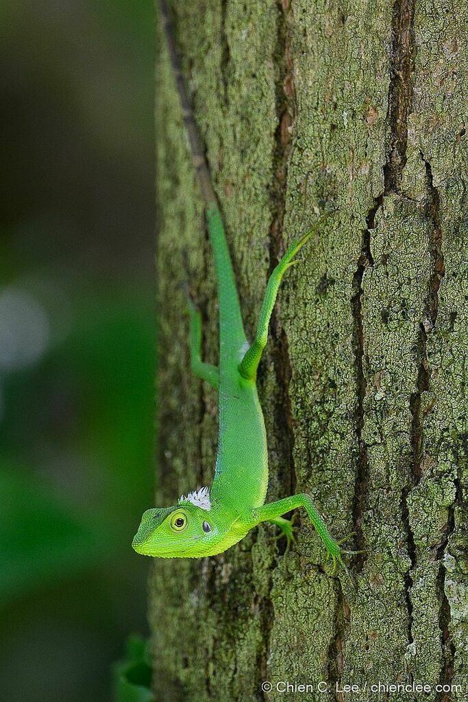 Green Crested Lizard from East Halmahera Regency, North Maluku ...