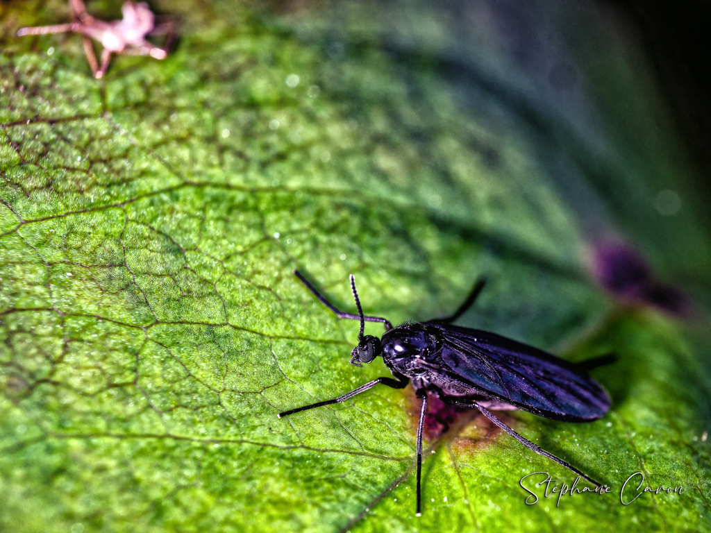 Fungus Gnats and Gall Midges from 76350 Oissel, France on August 26 ...