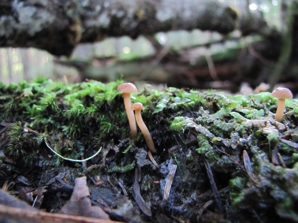 Hodophilus from Eel River Lake, NB E6H 2M6, Canada on August 20, 2023 ...