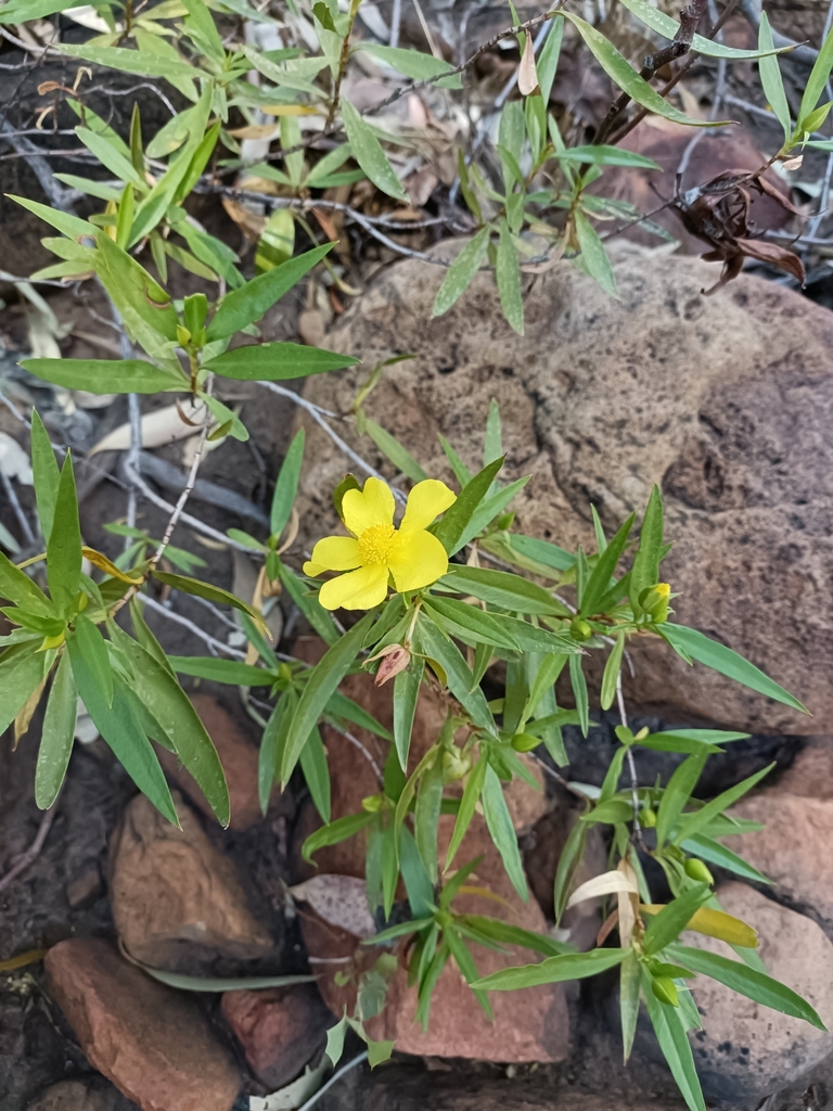 guinea-flowers from Petermann NT 0872, Australia on August 11, 2023 at ...