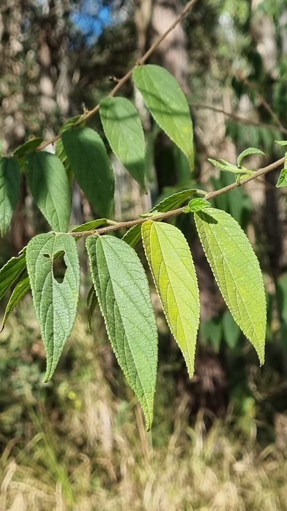 Nettle Tree from White Rock QLD 4306, Australia on August 27, 2023 at ...