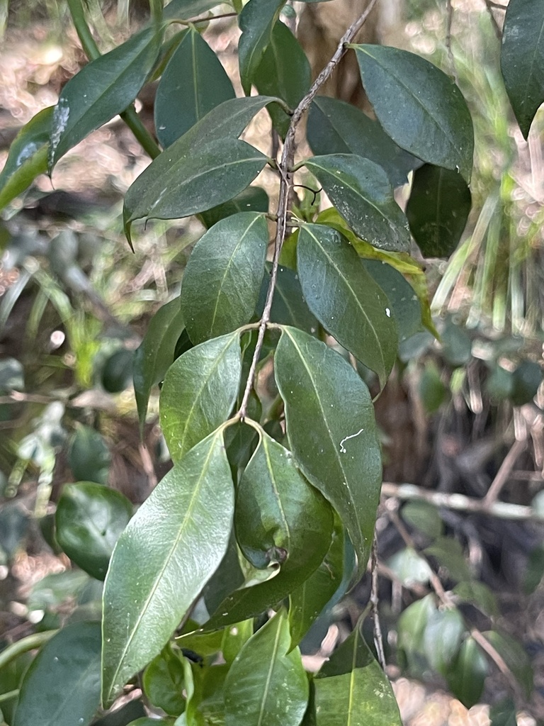 Grey Myrtle from Koala Bushland Coordinated Conservation Area ...