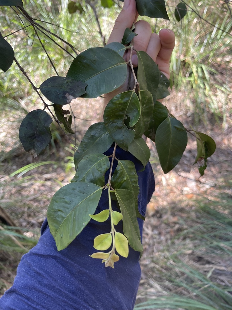 Grey Myrtle from Koala Bushland Coordinated Conservation Area ...
