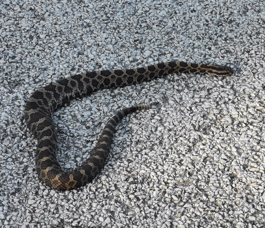 Massasauga in August 2023 by Rob Tymstra. Injured on road but still ...
