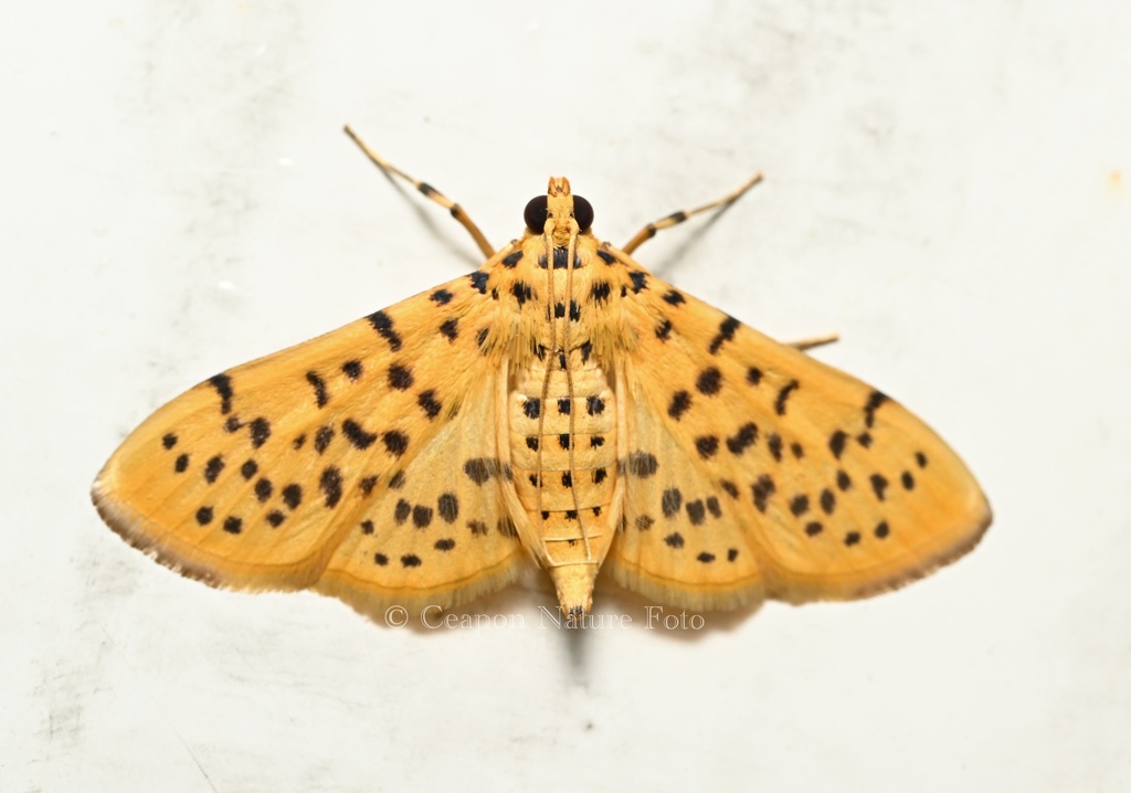 Yellow Peach Moth from 牟平区, 烟台市, 山东省, CN on August 28, 2023 at 08:25 AM ...