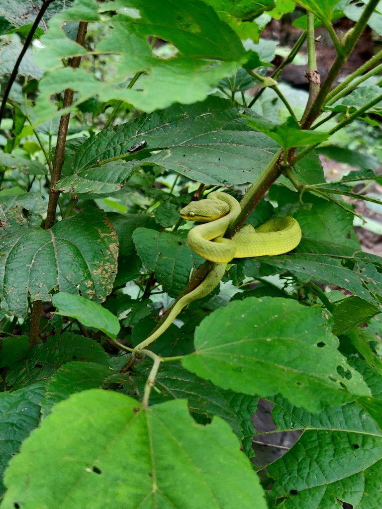 Common Bamboo Viper from 400065, Royal Palms Estate, Aarey Colony ...