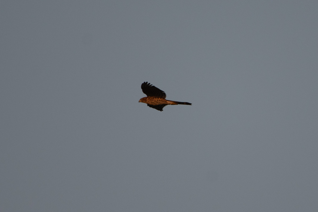 Cooper's Hawk from 2280 US-31, Alabaster, AL 35007 on August 26, 2023 ...
