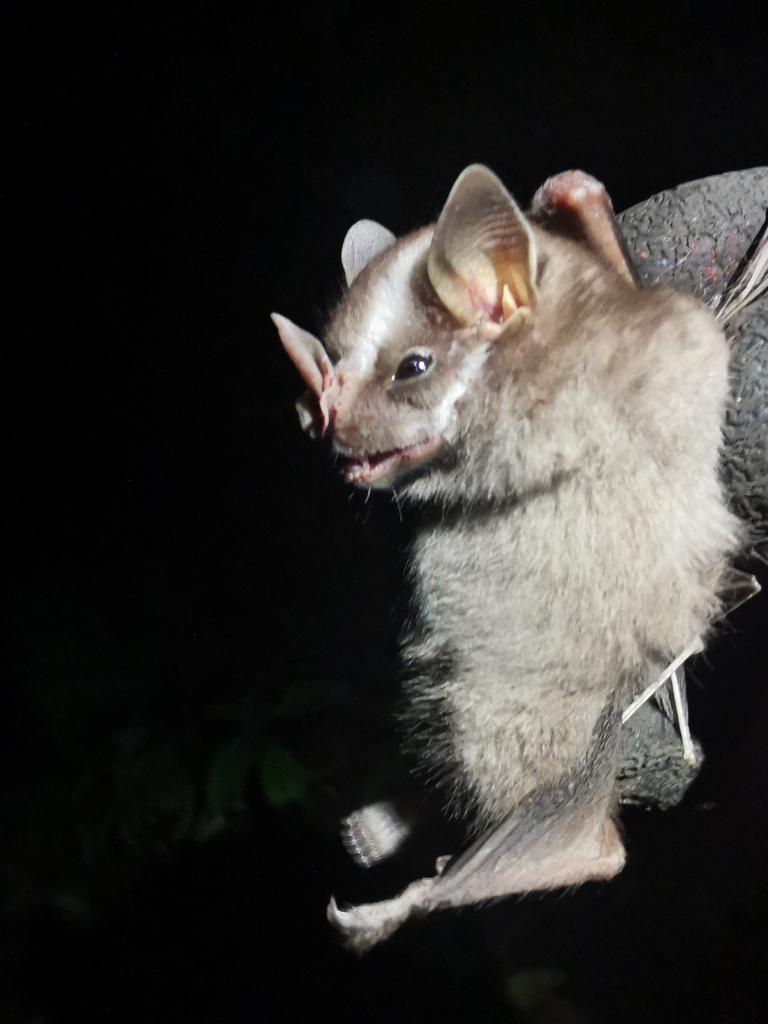 Incan Broad-nosed Bat from El Triangulo, Province de Mariscal Cáceres ...