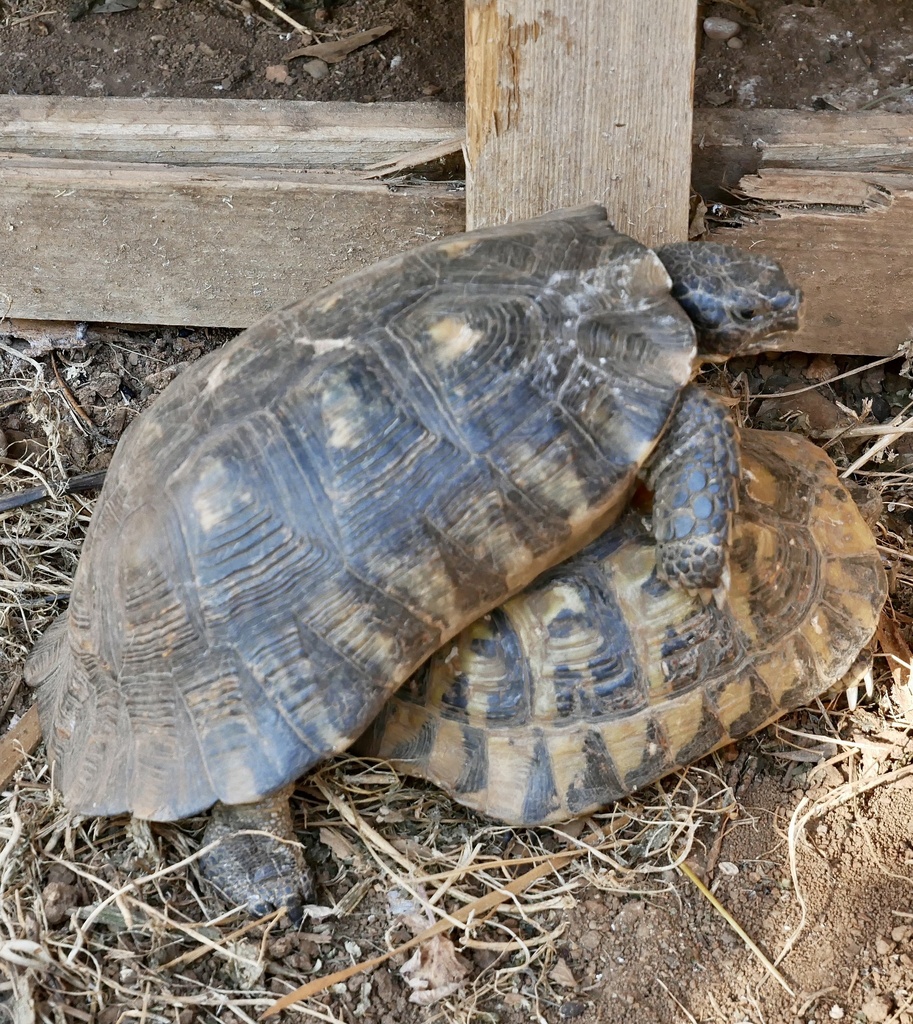Hermann's Tortoise in August 2023 by Anna Jost. + Breitrandschildkröte ...
