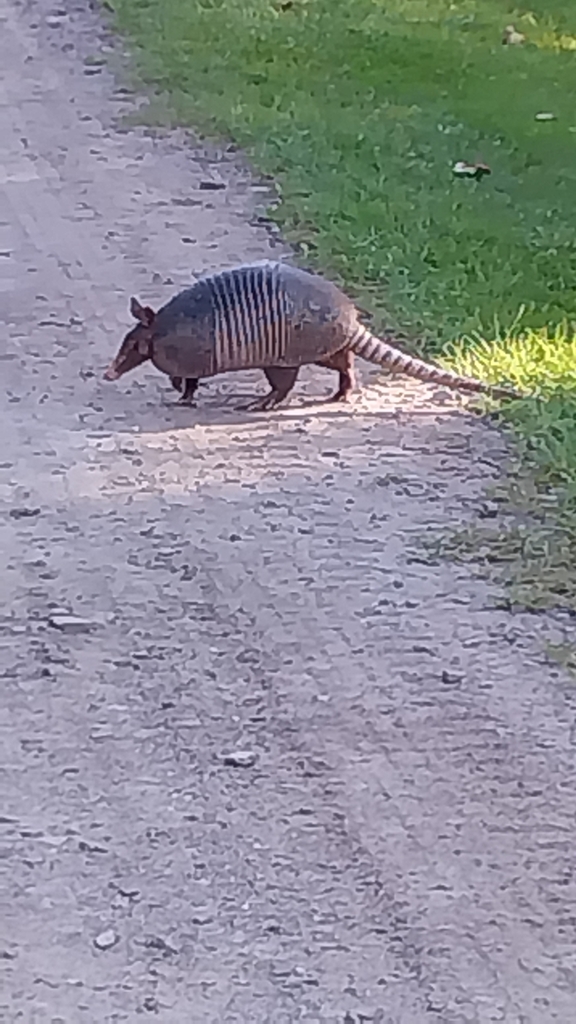 Nine-banded Armadillo from Bluffton, SC 29910, USA on August 28, 2023 ...