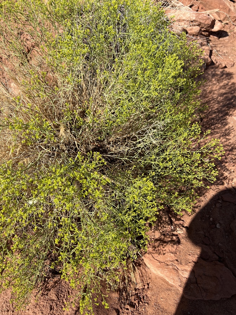 Broom Snakeweed from Rim Trail, Page, AZ, US on August 28, 2023 at 08: ...