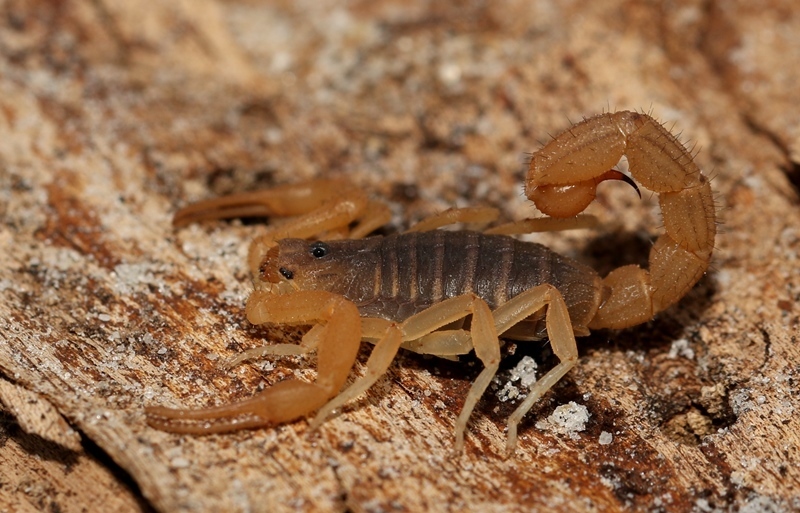 Indian Red Scorpion from Thiruketheeswaram, Sri Lanka on August 28 ...