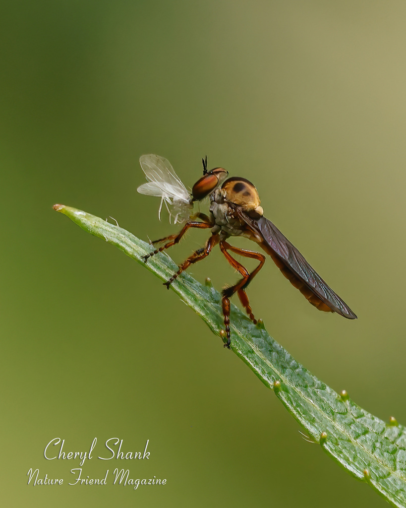 Gnat Ogres from Guernsey County, OH, USA on July 16, 2023 at 06:51 PM ...