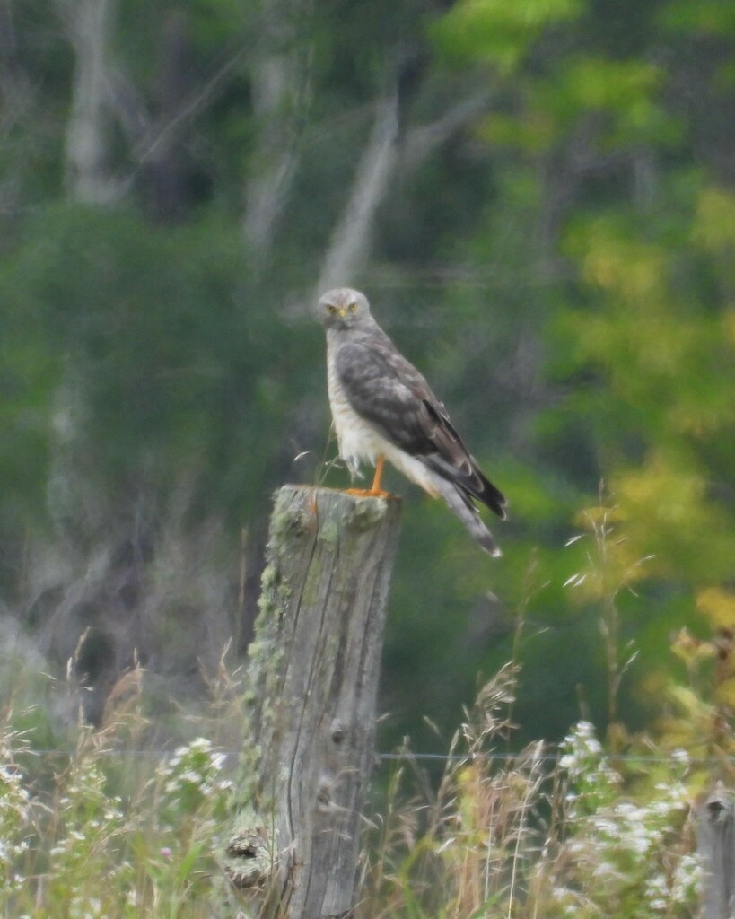 Northern Harrier in August 2023 by Michael Dawber · iNaturalist