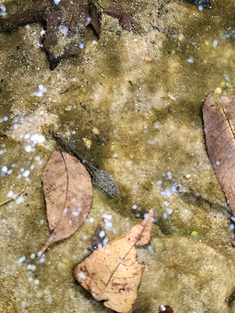 Southern Leopard Frog from North Raleigh, Raleigh, NC, USA on August 28 ...