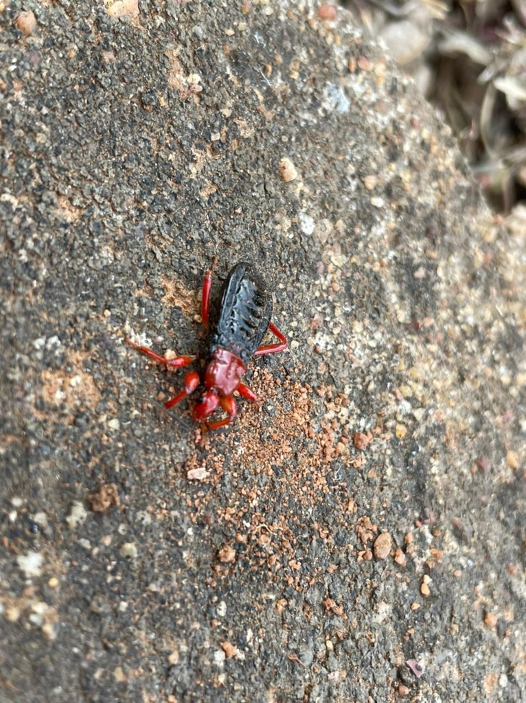 Millipede Assassin Bugs from Take Five Cafeteria, 0727, South Africa on ...