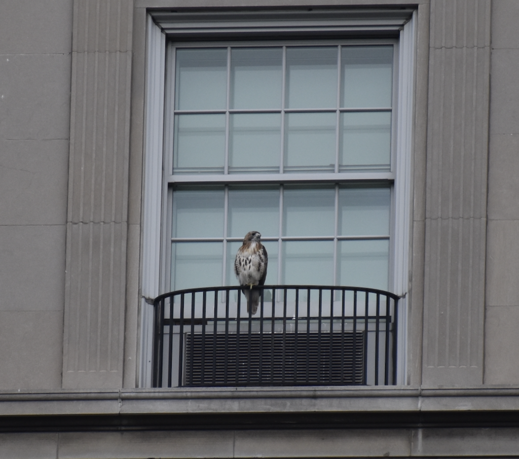 Eastern Red-tailed Hawk from Central Park West Historic District, New ...