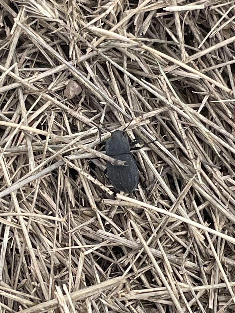 Stenomorpha from Red Sun Ct, Highlands Ranch, CO, US on August 28, 2023 ...