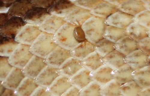 género Aponomma · iNaturalist Ecuador