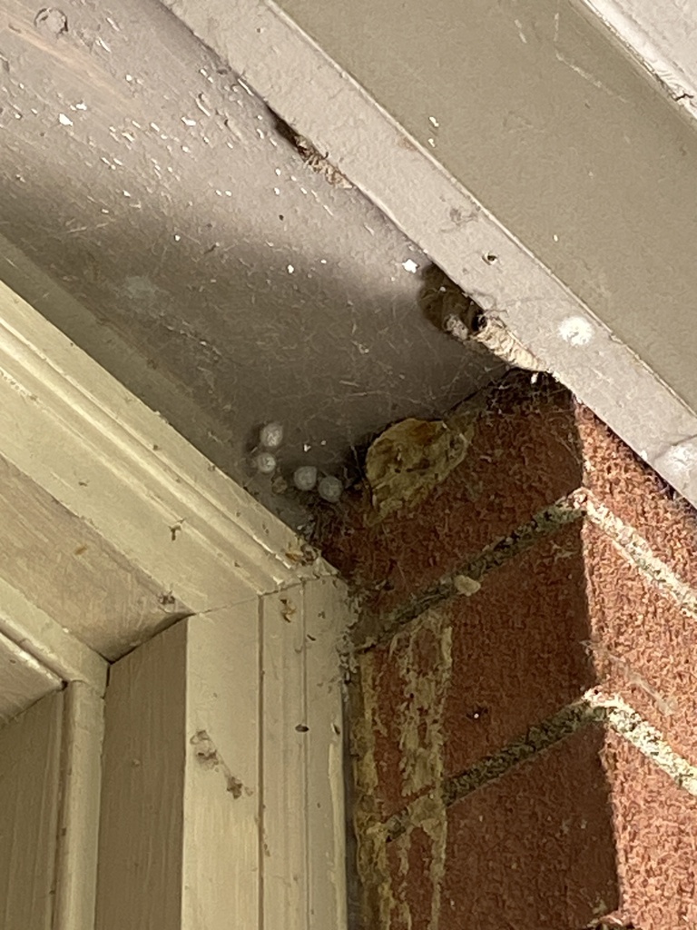 Cobweb Spiders from Shadowbrook Dr, Columbus, OH, US on August 28, 2023 ...